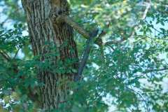 N5OAK Park Potluck – OAK HILL AMATEUR RADIO CLUB